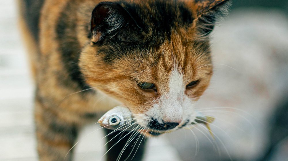 Entdecke Warum und Wie Enten Fische Fressen: Ein Ausführlicher Leitfaden