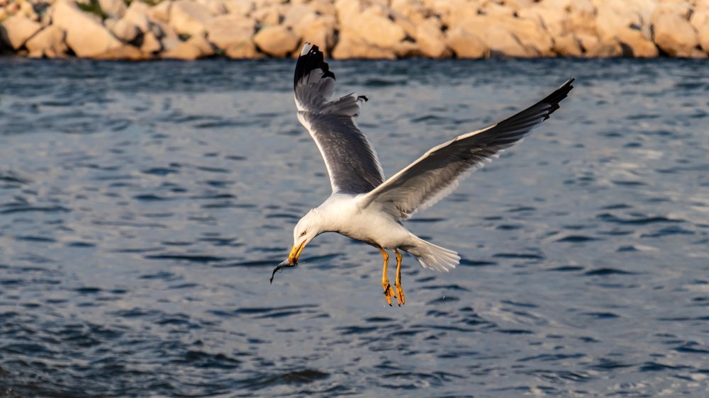 Entdecke den Kretzer Fisch: Merkmale, Tradition und Zubereitung