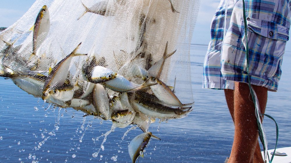 Meldet sich ein Fische-Mann wieder? - Verstehen Sie seine Sternzeichen ...