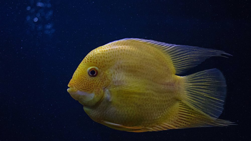 Scheibenputzer Fische: Ihr praktischer Leitfaden für ein sauberes Aquarium