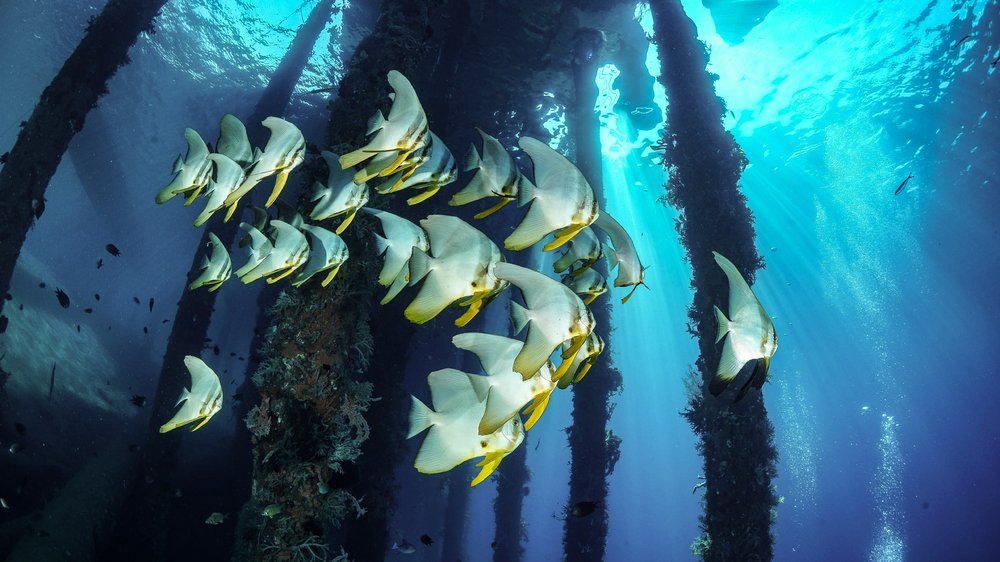 Alles Wissenswerte über den Schlei Fisch: Merkmale, Angeltipps und mehr