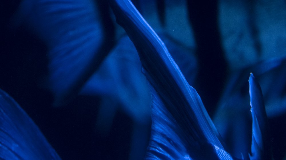 Schuppen Fisch: Alles rund um Fischschuppen und ihre Bedeutung in der Küche