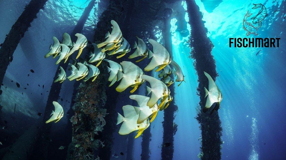 Alles zum Thema Fisch häkeln: Anleitungen, Tipps und Tricks für Einsteiger