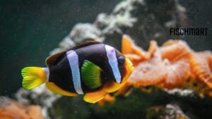 Alles über Fisch Kalt Räuchern: Von der Vorbereitung bis zur Lagerung